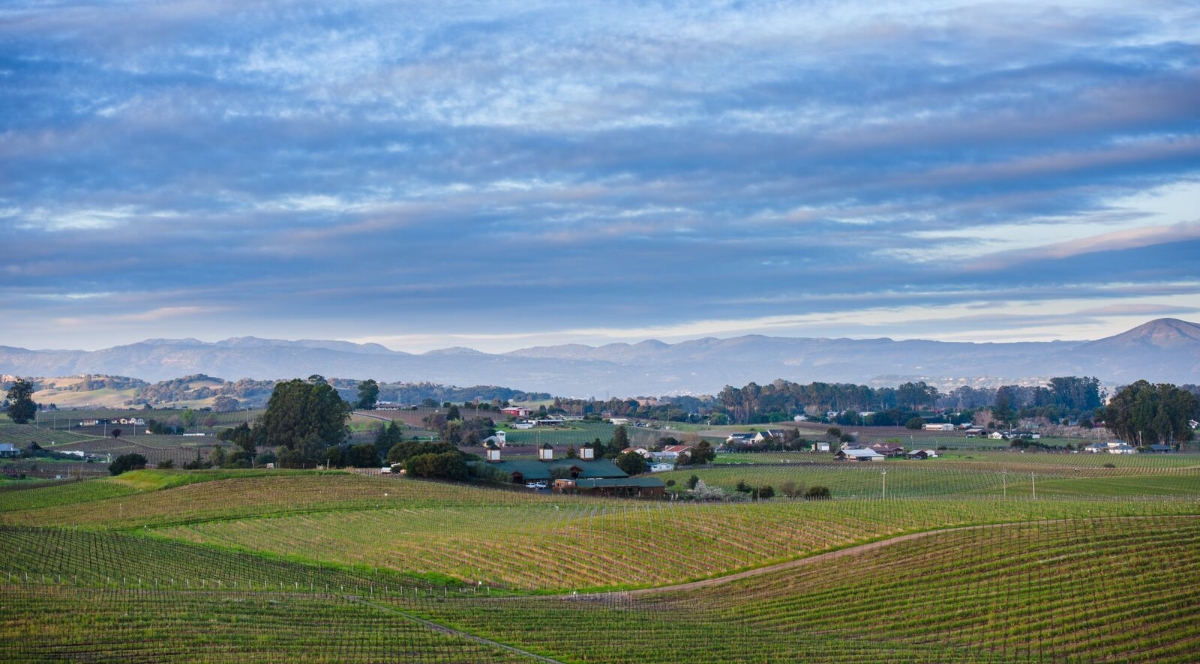 The Dozen - Variations on a Vine - Santé.Food.Wine.Spirits.