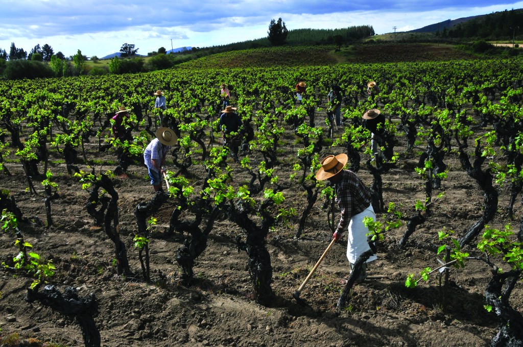 The Dozen - The Reliables - Santé.Food.Wine.Spirits.